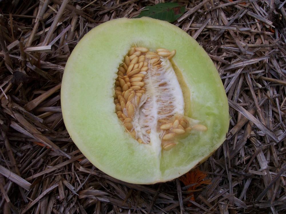 Honey Dew Melon (Cucumis melo var. inodorus 'Early Crisp') - Garden.org