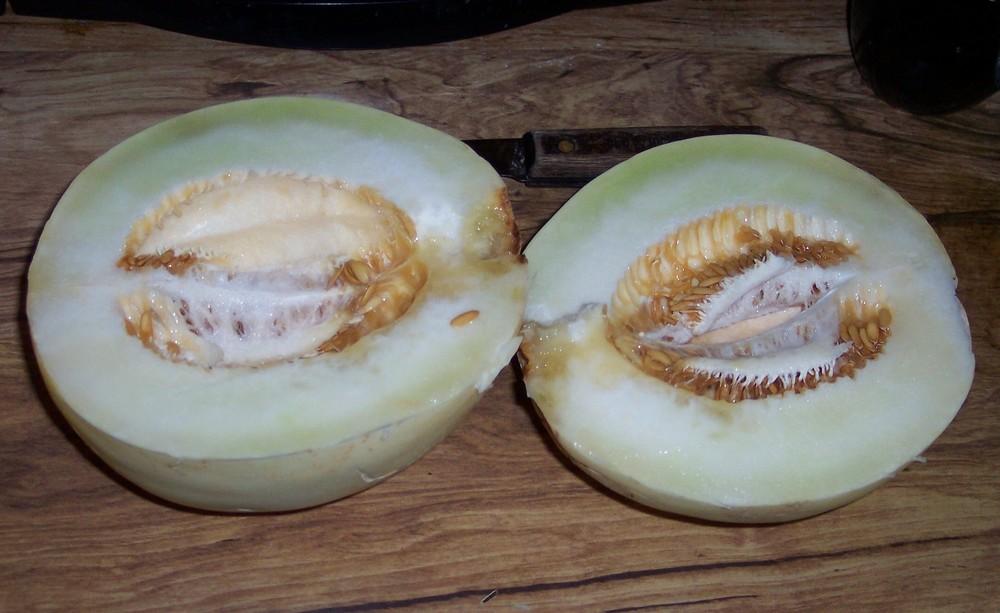 Honey Dew melon (Cucumis melo var. inodorus 'Honey Comb') - Garden.org