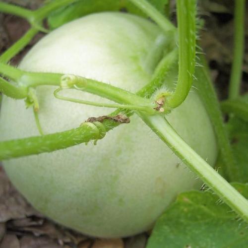 Honey Dew Melon (Cucumis melo var. inodorus 'Honey Pearl') - Garden.org