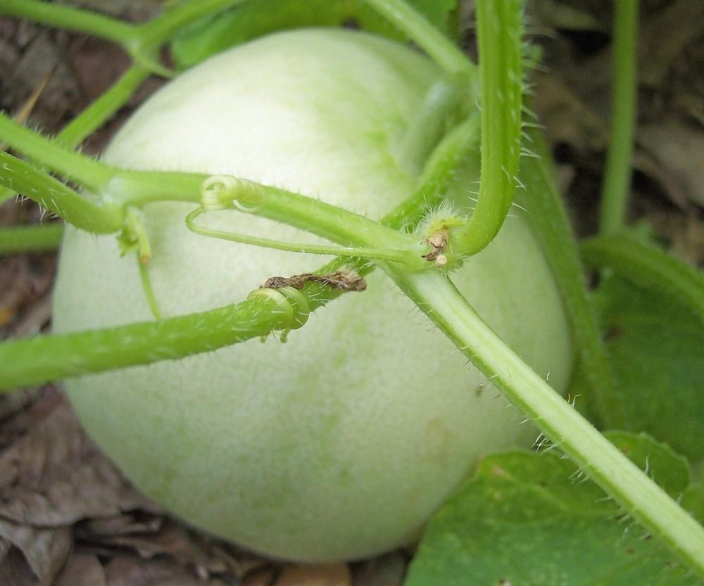 Honey Dew Melon (Cucumis melo var. inodorus 'Honey Pearl') - Garden.org