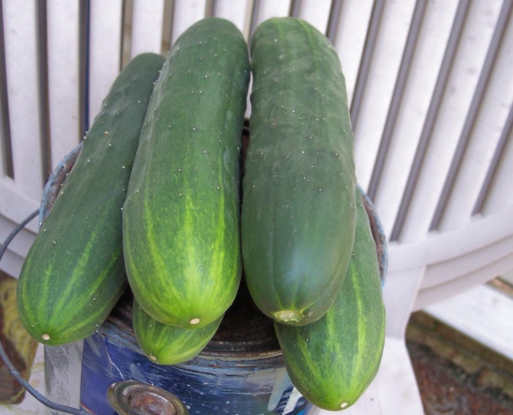 Cucumber (Cucumis sativus 'Dasher II') in the Cucumbers Database ...