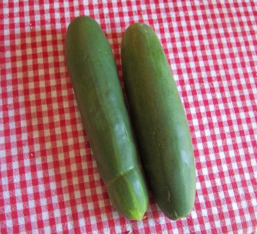 Cucumber (Cucumis sativus 'Thunder') in the Cucumbers Database - Garden.org