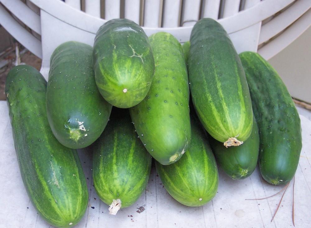 Cucumber (Cucumis sativus 'Supersett') in the Cucumbers Database ...