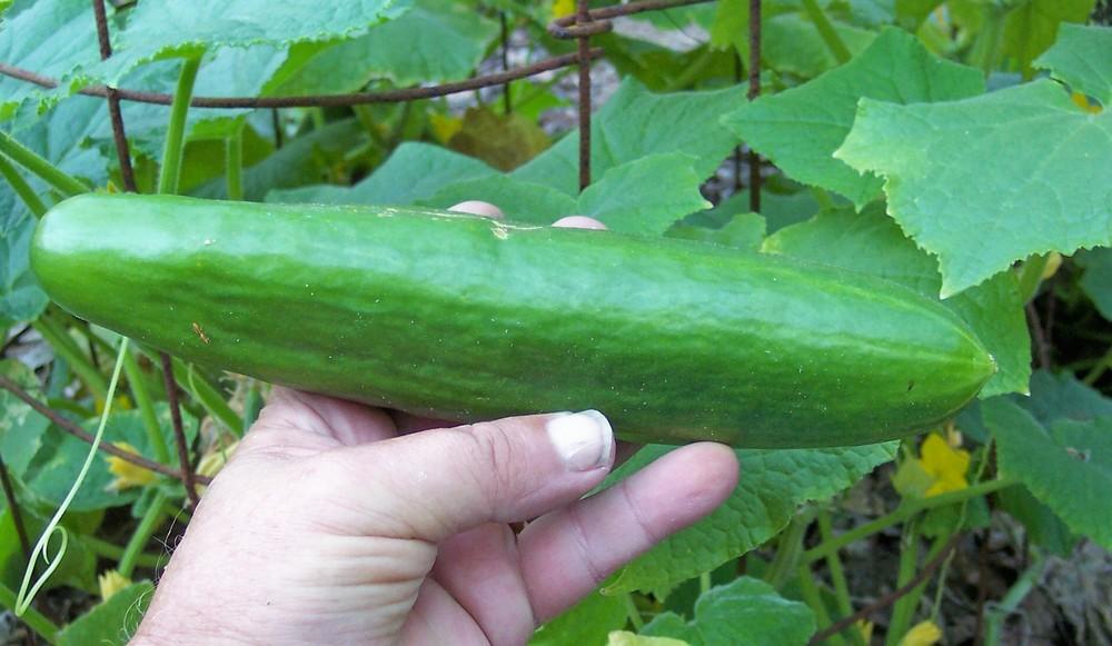 Cucumber (Cucumis sativus 'Big Burpless') in the Cucumbers Database ...