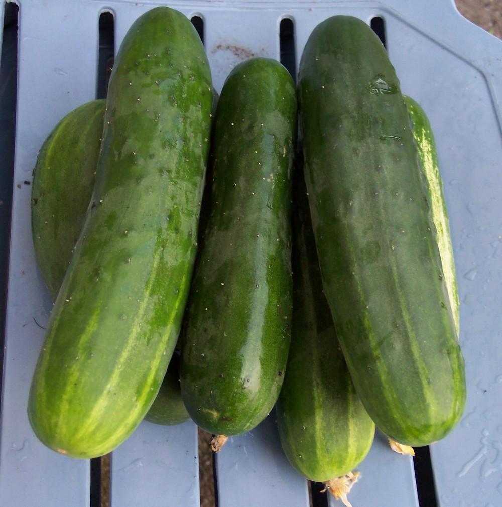 Cucumber (Cucumis sativus 'Talladega') in the Cucumbers Database ...