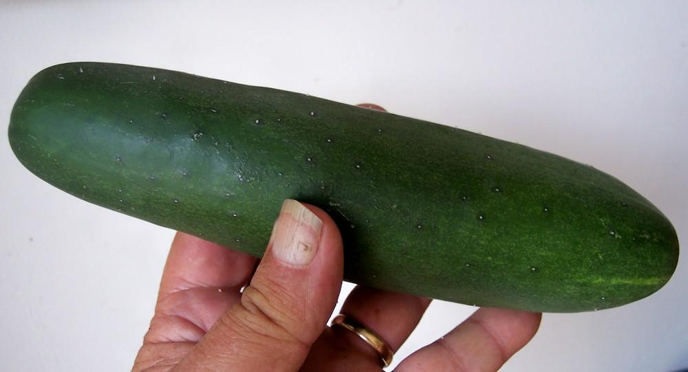 Cucumber (Cucumis sativus 'Thunderbird') in the Cucumbers Database ...