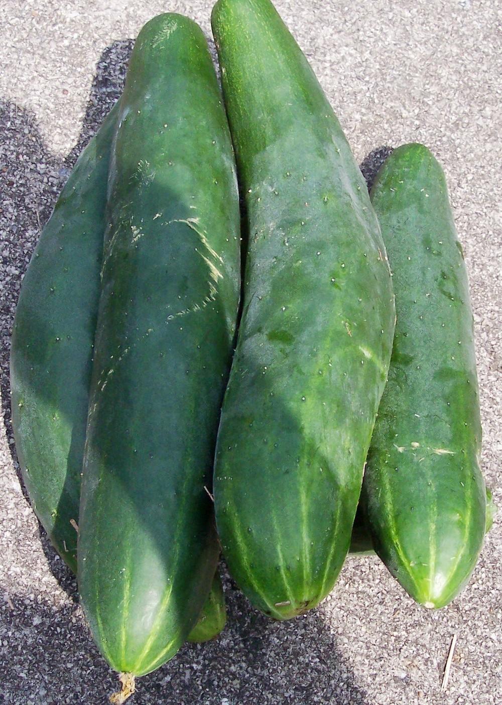 Cucumber (Cucumis sativus 'Jolly Green') in the Cucumbers Database ...
