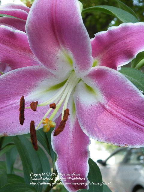 Photo of the bloom of Lily (Lilium 'Robina') posted by sassafrass ...