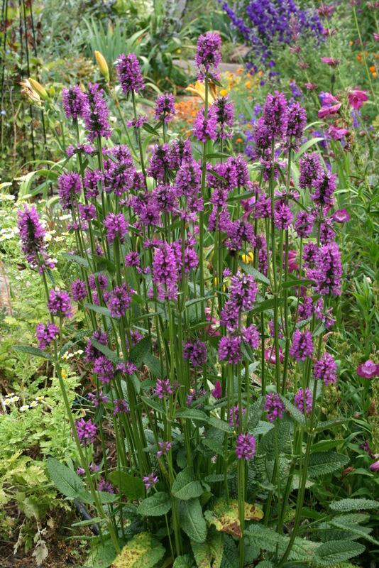 Photo of the entire plant of Betony (Betonica officinalis subsp ...