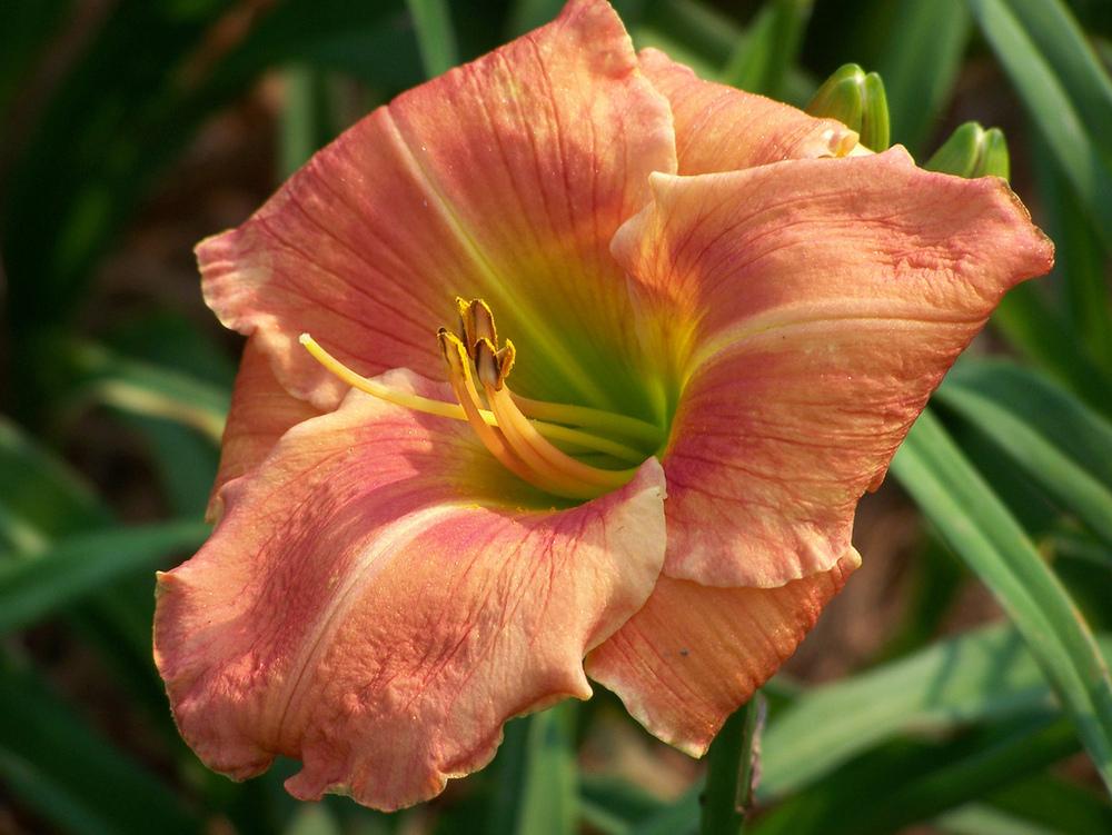 Daylily (Hemerocallis 'Country Colors') in the Daylilies Database ...