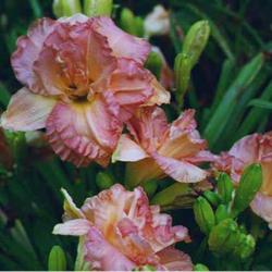 Daylily (Hemerocallis 'Angelic Grin') in the Daylilies Database ...