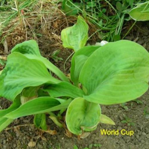 Hosta 'World Cup' in the Hostas Database - Garden.org