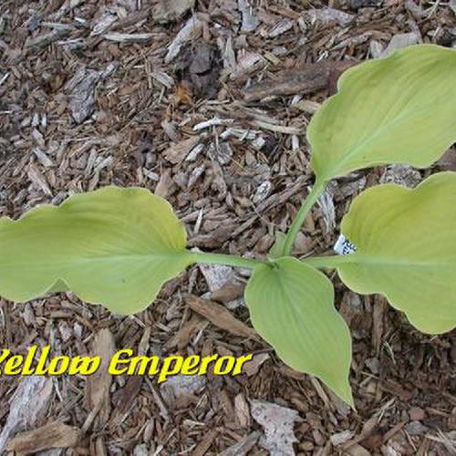 Hosta 'Yellow Emperor' in the Hostas Database - Garden.org