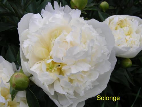 Photo of the bloom of Peony (Paeonia lactiflora 'Solange') posted by ...