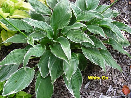 Hosta 'White On' in the Hostas Database - Garden.org