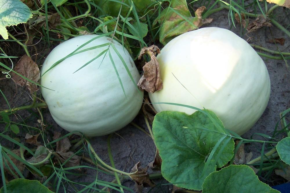 Honey Dew Melon (Cucumis melo var. inodorus 'Tam Dew') - Garden.org