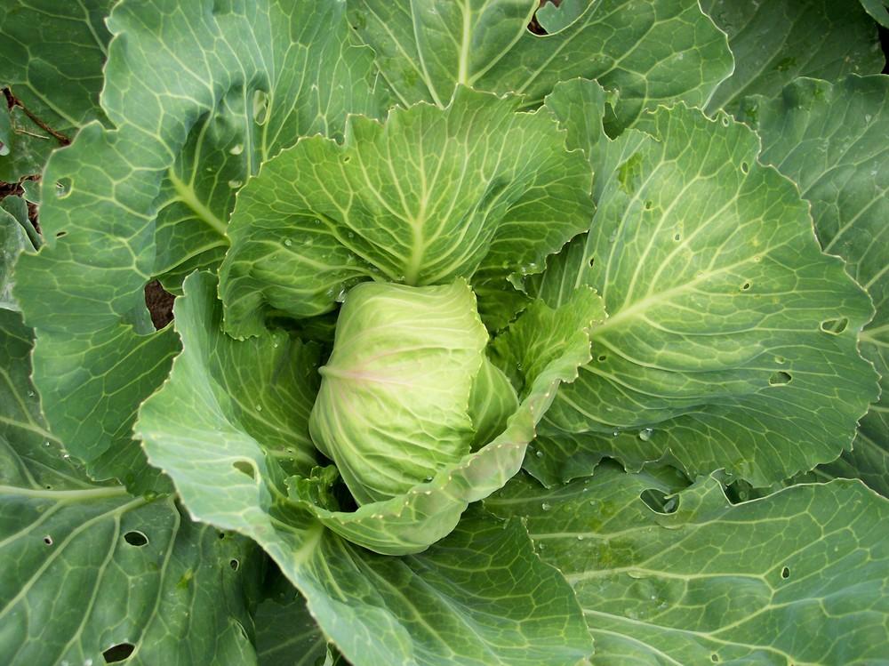 Cabbage (Brassica oleracea var. capitata 'Earlianna') in the Brassicas ...