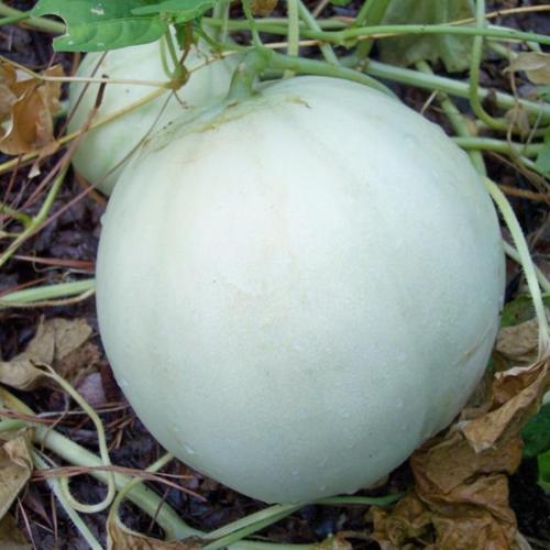 Honey Dew Melon (Cucumis melo var. inodorus 'Cool Green') - Garden.org