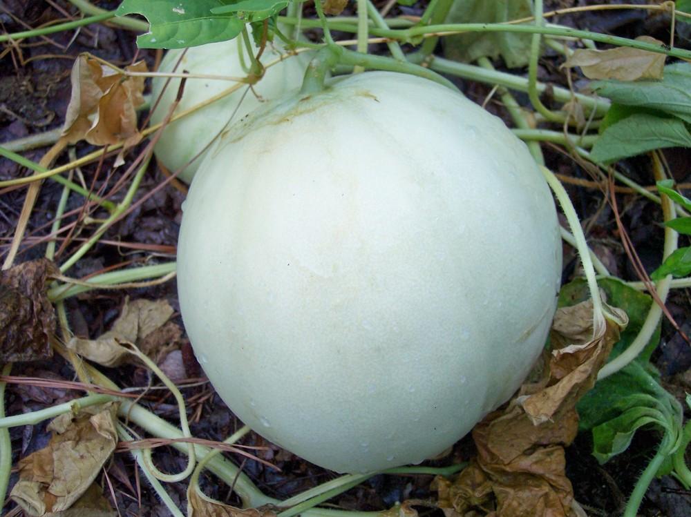 Honey Dew Melon (Cucumis melo var. inodorus 'Cool Green') - Garden.org
