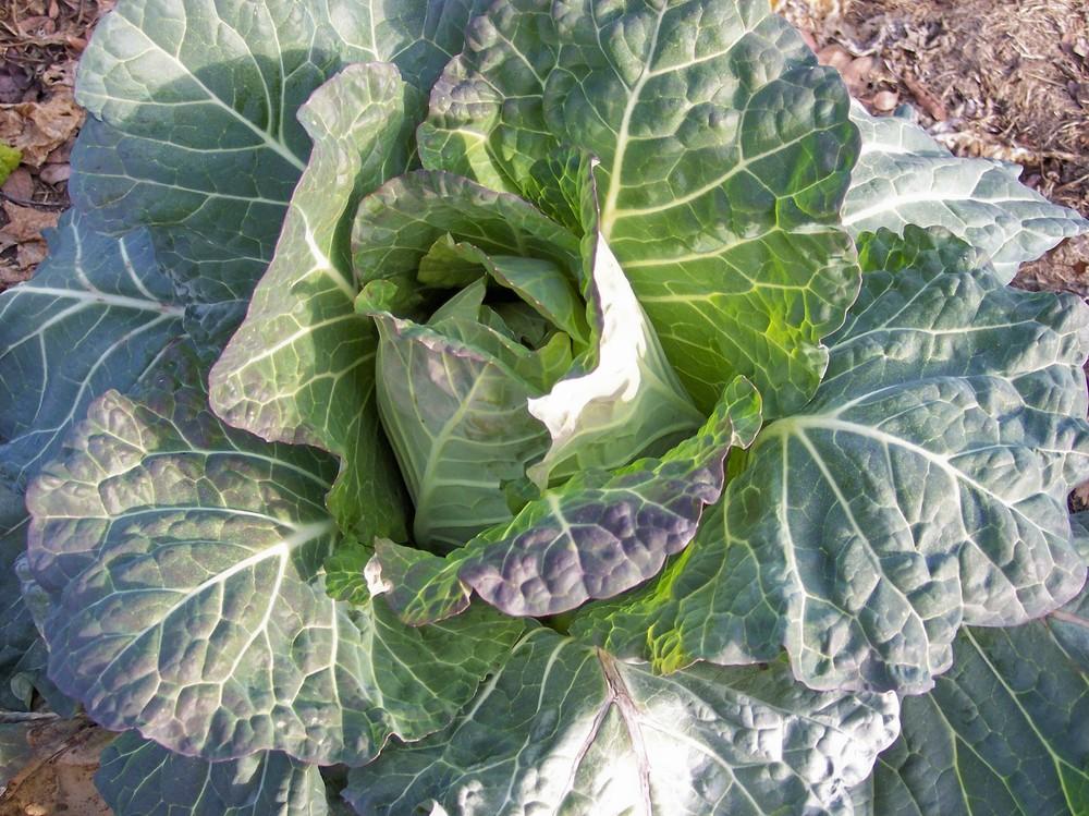 Collards (Brassica oleracea 'Cabbage Collards') in the Brassicas ...