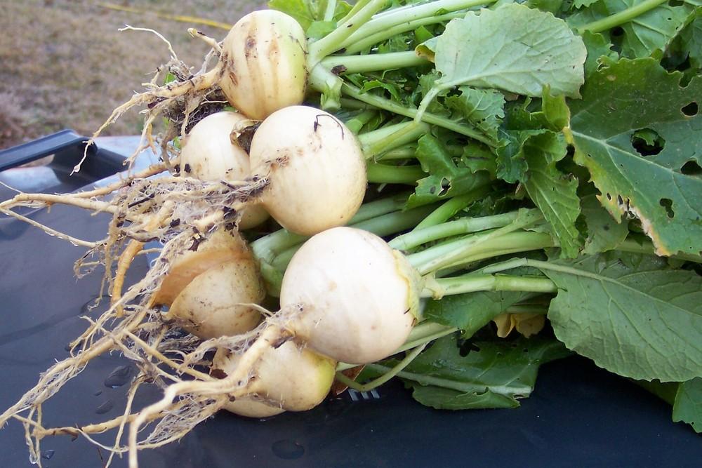 Photo of the roots of Turnip (Brassica rapa subsp. rapa 'Amber Globe ...