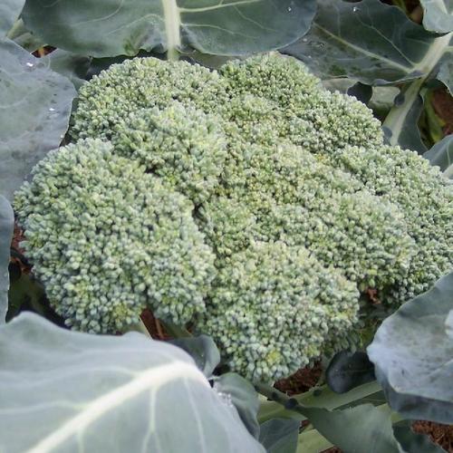 Broccoli (Brassica oleracea 'Packman') in the Brassicas Database ...