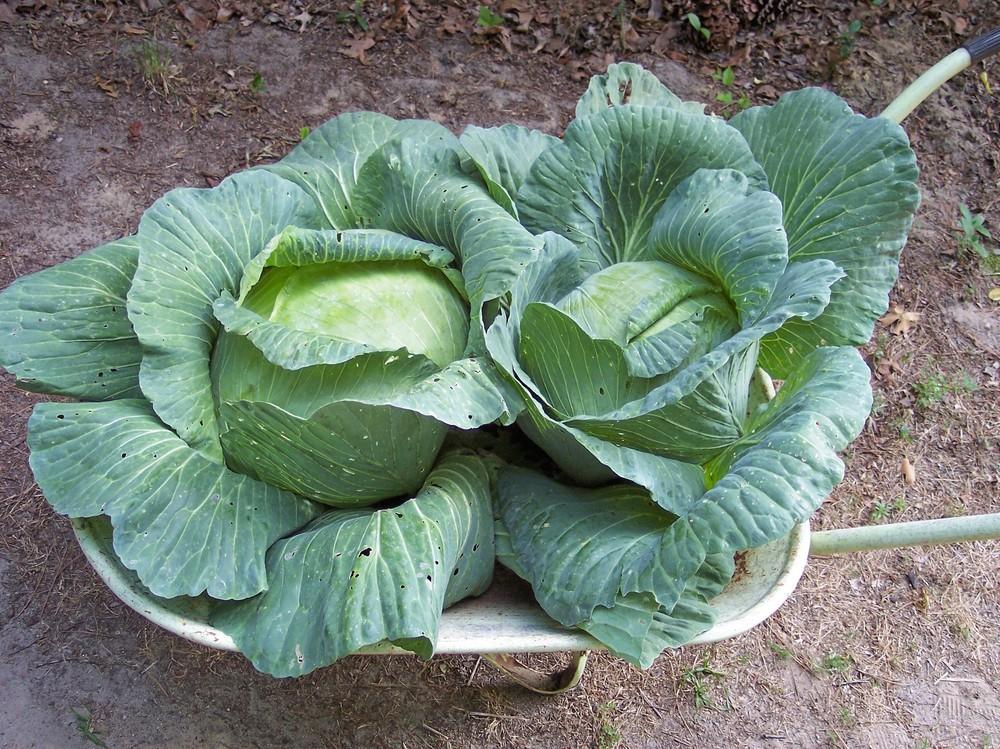 Cabbage (Brassica oleracea var. capitata 'O.S. Cross') in the Brassicas ...