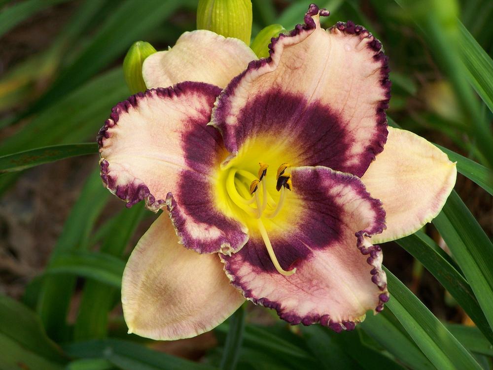 Daylily (Hemerocallis 'Edging Into Eternity') in the Daylilies Database ...