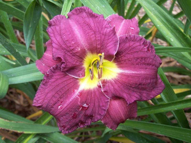 Photo of the bloom of Daylily (Hemerocallis 'Grape Ripples') posted by ...