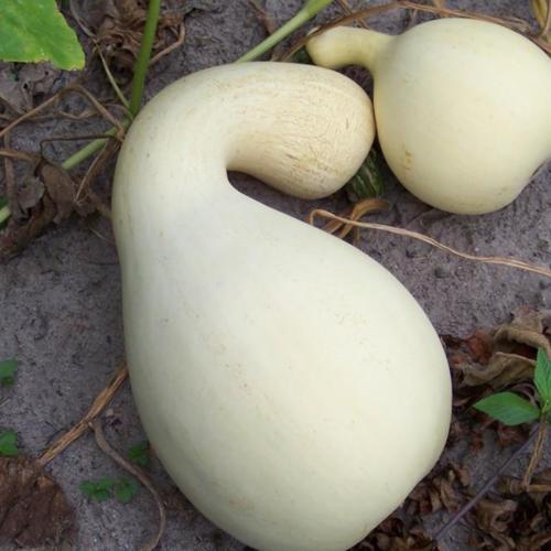 Cushaw Pumpkin (Cucurbita mixta 'White Cushaw') in the Gourds, Squashes ...