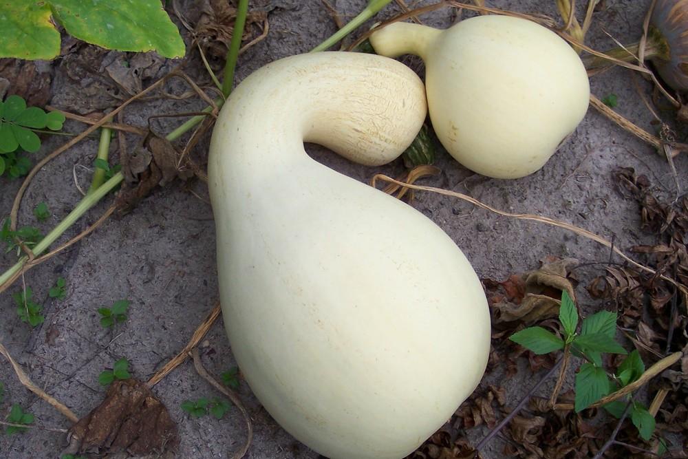 Cushaw Pumpkin (Cucurbita mixta 'White Cushaw') in the Gourds, Squashes ...