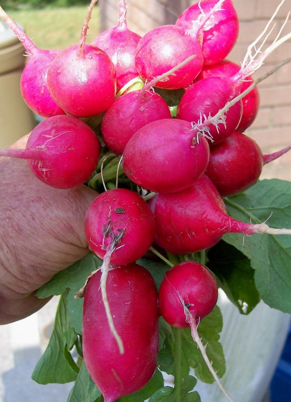 Radish (Raphanus sativus 'Raxe') in the Radishes Database - Garden.org