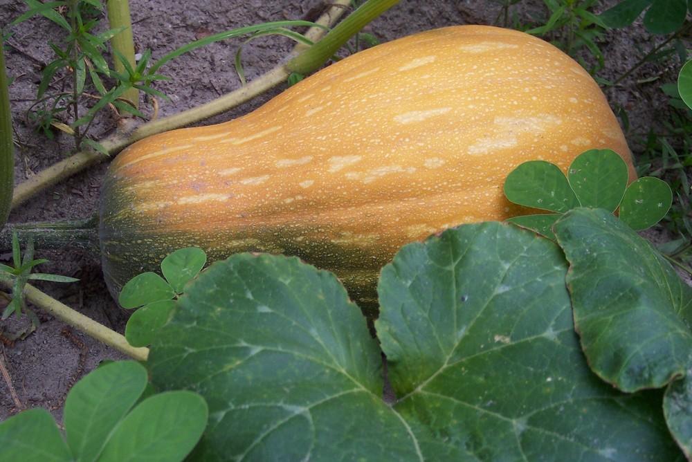 Cushaw Pumpkin (Cucurbita moschata 'Golden Cushaw') in the Gourds ...