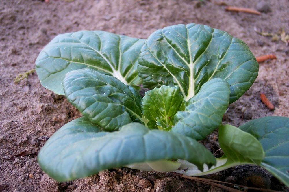 Pak Choi (Brassica rapa subsp. chinensis 'New Nabai') in the Brassicas ...