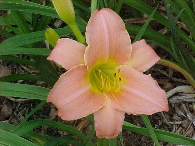 Daylily (Hemerocallis 'Fancy Colours') in the Daylilies Database - Garden.org
