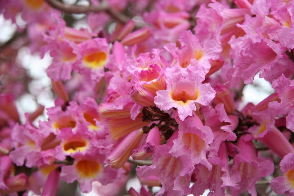 Pink Trumpet Tree (Handroanthus impetiginosum 'Raspberry') - Garden.org