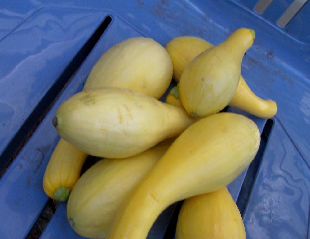 Summer Squash (Cucurbita pepo 'Pic-N-Pic') in the Gourds, Squashes and ...