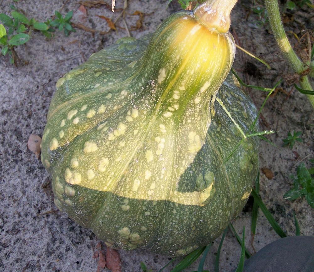 Winter Squash (Cucurbita moschata 'Musquee du Maroc') in the Gourds ...