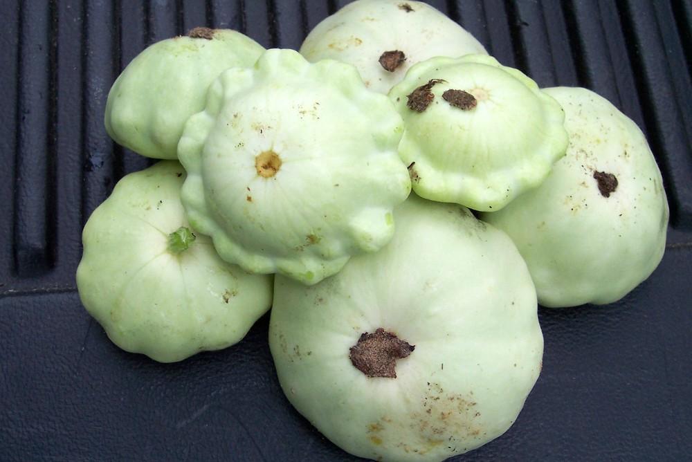 Summer Squash (Cucurbita pepo 'Peter Pan') in the Gourds, Squashes and ...