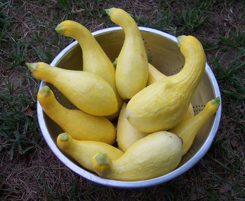 Summer Squash (Cucurbita pepo 'Daisy Mae') in the Gourds, Squashes and ...