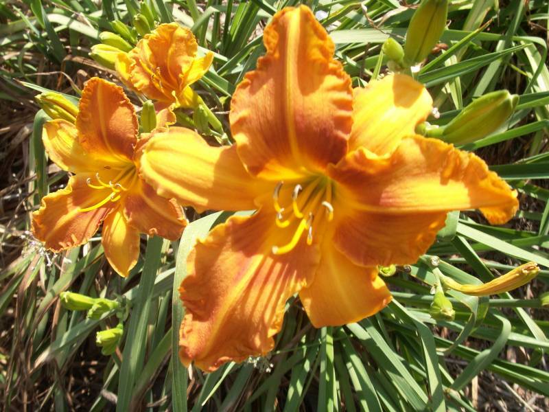 Photo of the bloom of Daylily (Hemerocallis 'Ruth Olson') posted by Joy ...