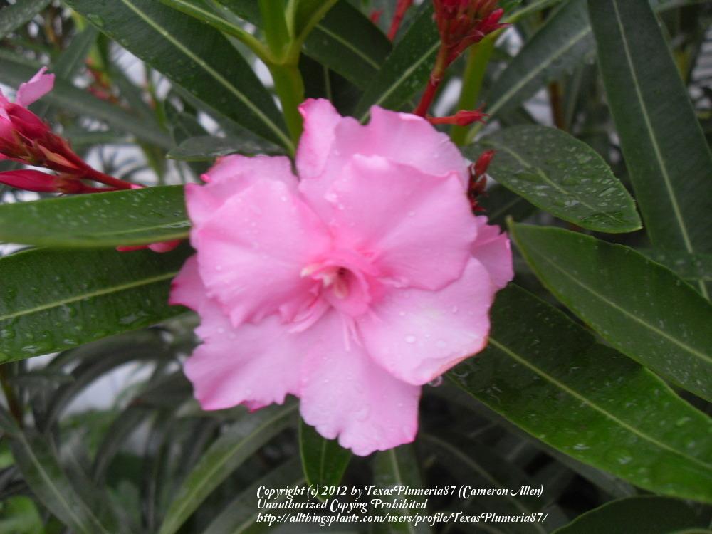 Photo of the bloom of Oleander (Nerium oleander 'Peach Blossom') posted ...