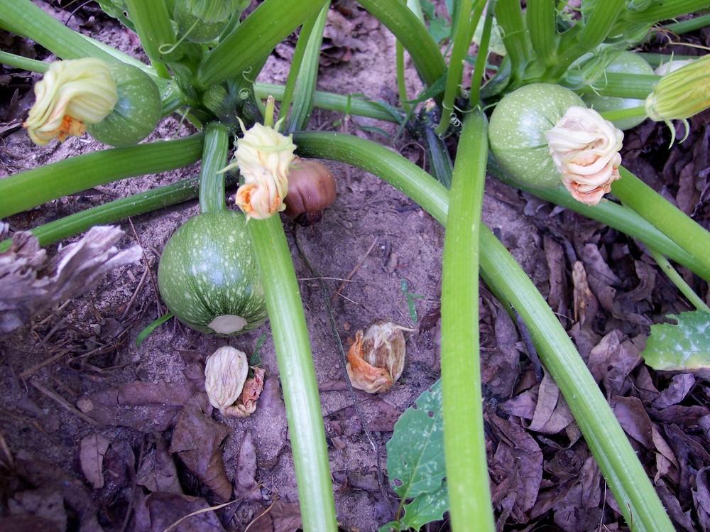 Summer Squash (Cucurbita pepo 'Geode') in the Gourds, Squashes and ...