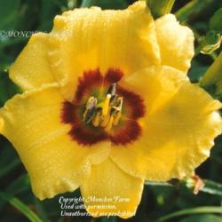 Daylily (Hemerocallis 'Siloam June Bug') in the Daylilies Database ...