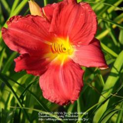Daylily (Hemerocallis 'Valentine Hearts') in the Daylilies Database ...