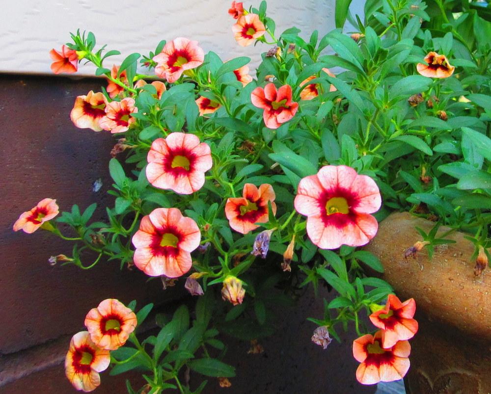 Photo of the entire plant of Calibrachoas (Calibrachoa) posted by ...