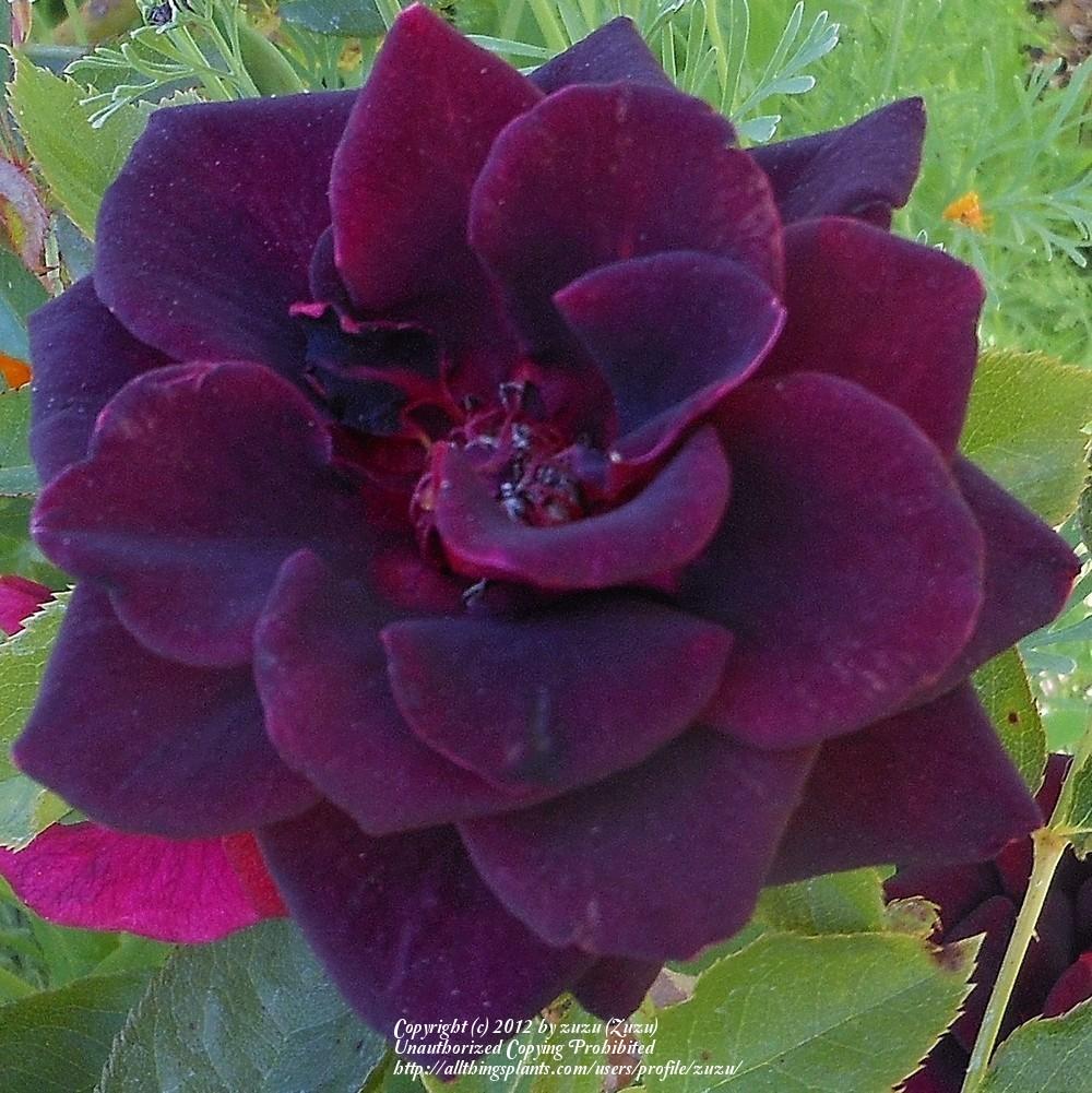 Photo of the bloom of Rose (Rosa 'Black Beauty') posted by zuzu ...