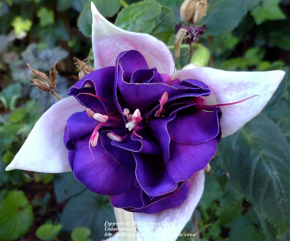 Fuchsia 'Deep Purple' in the Fuchsias Database - Garden.org
