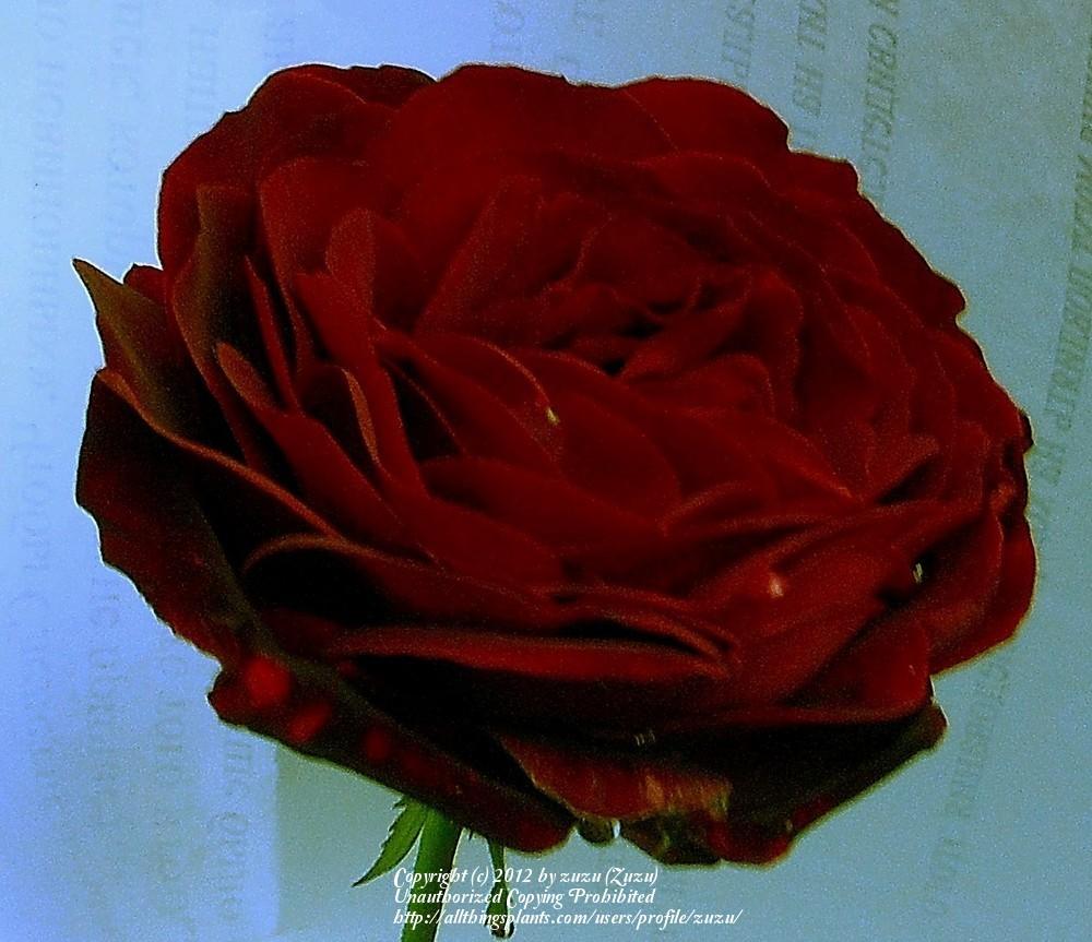 Photo of the bloom of Rose (Rosa 'Black Garnet') posted by zuzu - Garden.org