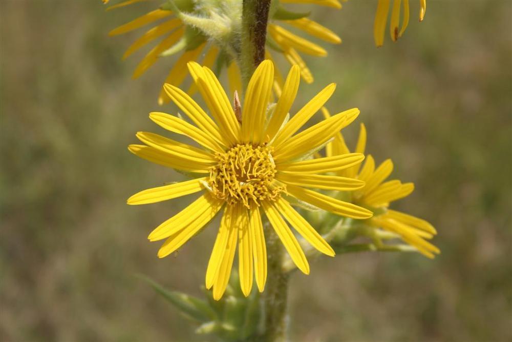 Silphiums: Plant Care and Collection of Varieties - Garden.org